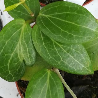 Hoya fitchii - Uhlig Kakteen - more than 5,000 different species
