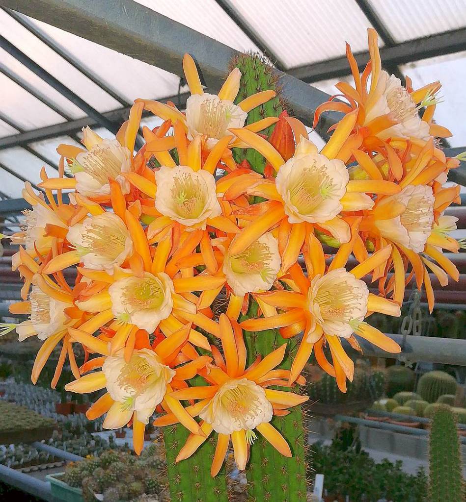 Hildewintera aureispina-Hybr. Goldschuppe - Uhlig Kakteen - Più di 5.000 specie diverse