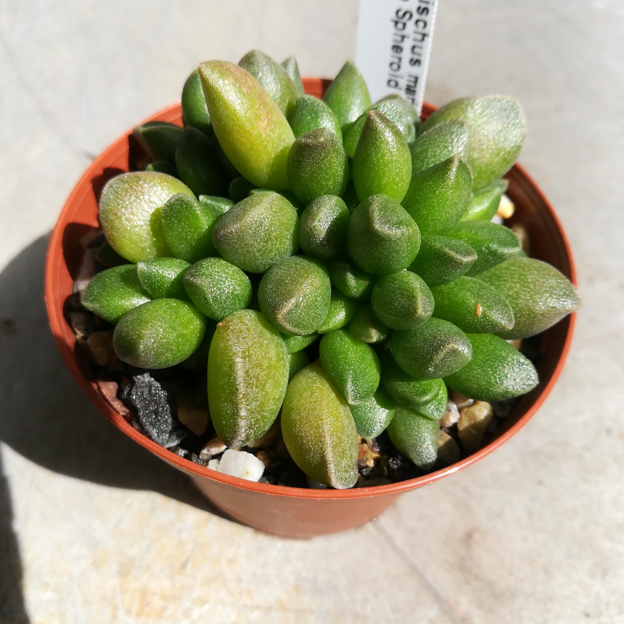 Adromischus marianiae cv. Little Spheroid Cochleari - Uhlig Kakteen ...