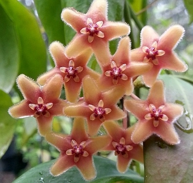 Hoya subcalva - Uhlig Kakteen - more than 5,000 different species