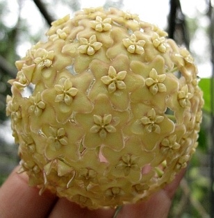 Hoya dimorpha - Uhlig Kakteen - plus de 5000 d'espèces différentes