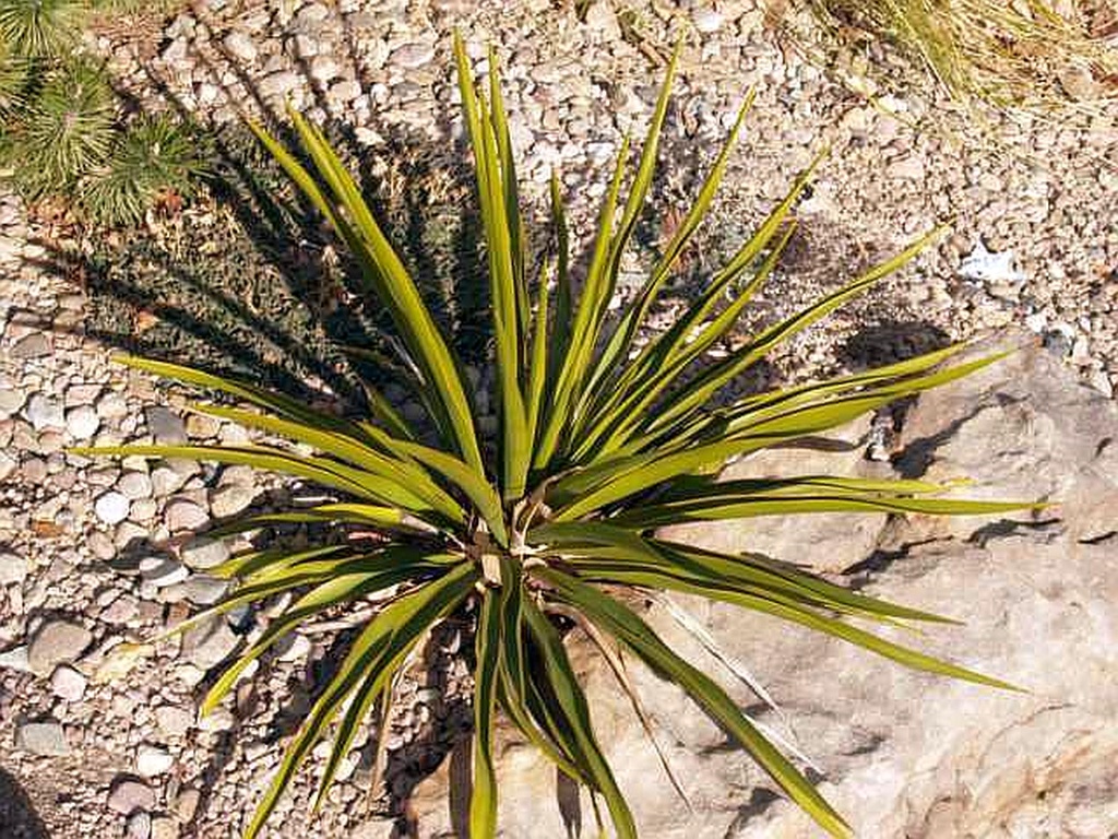 Yucca rupicola Ozona Co., TX (dw) - Uhlig Kakteen - Über 5000 ...