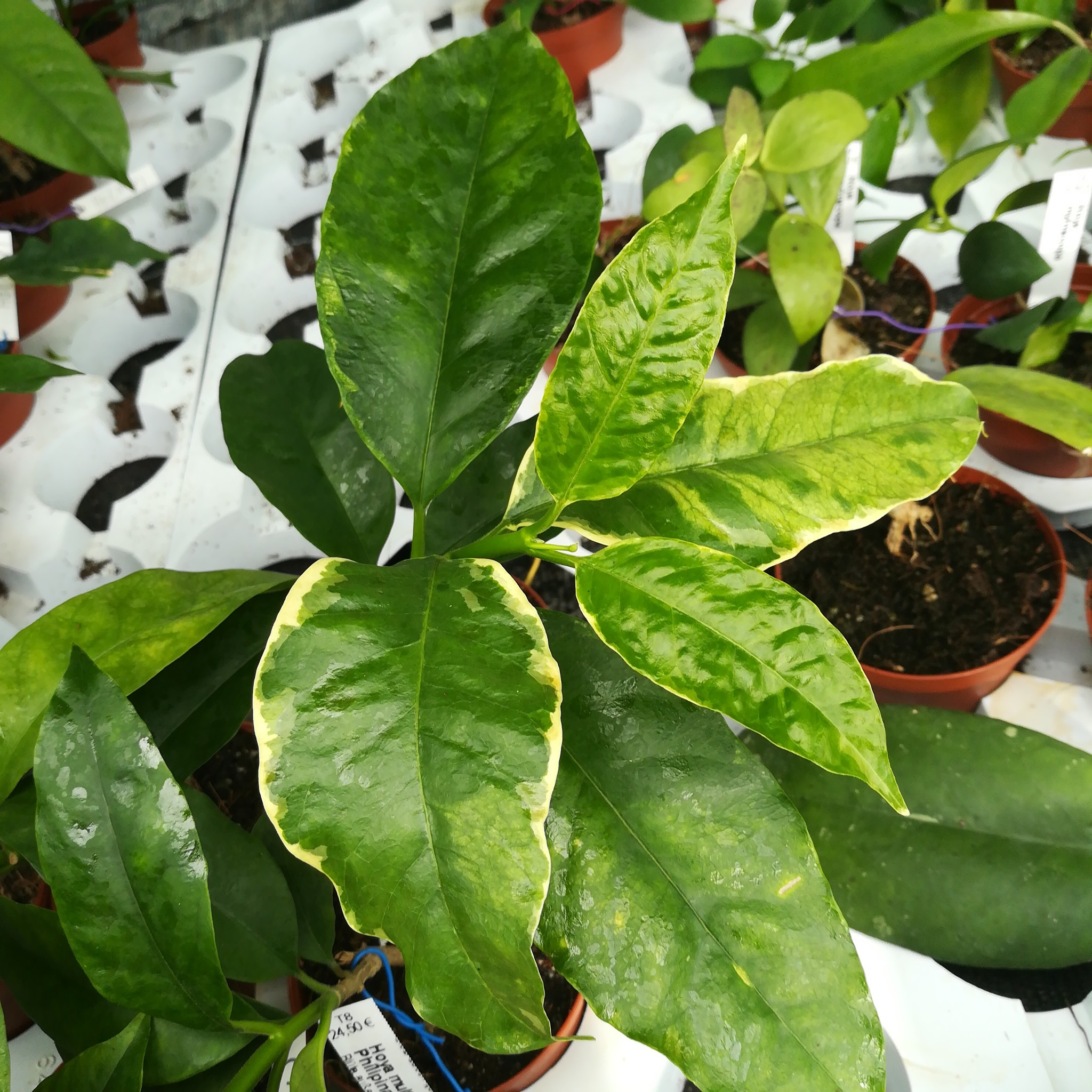 Hoya multiflora Philipinas white margins - Uhlig Kakteen - Über 5000 ...