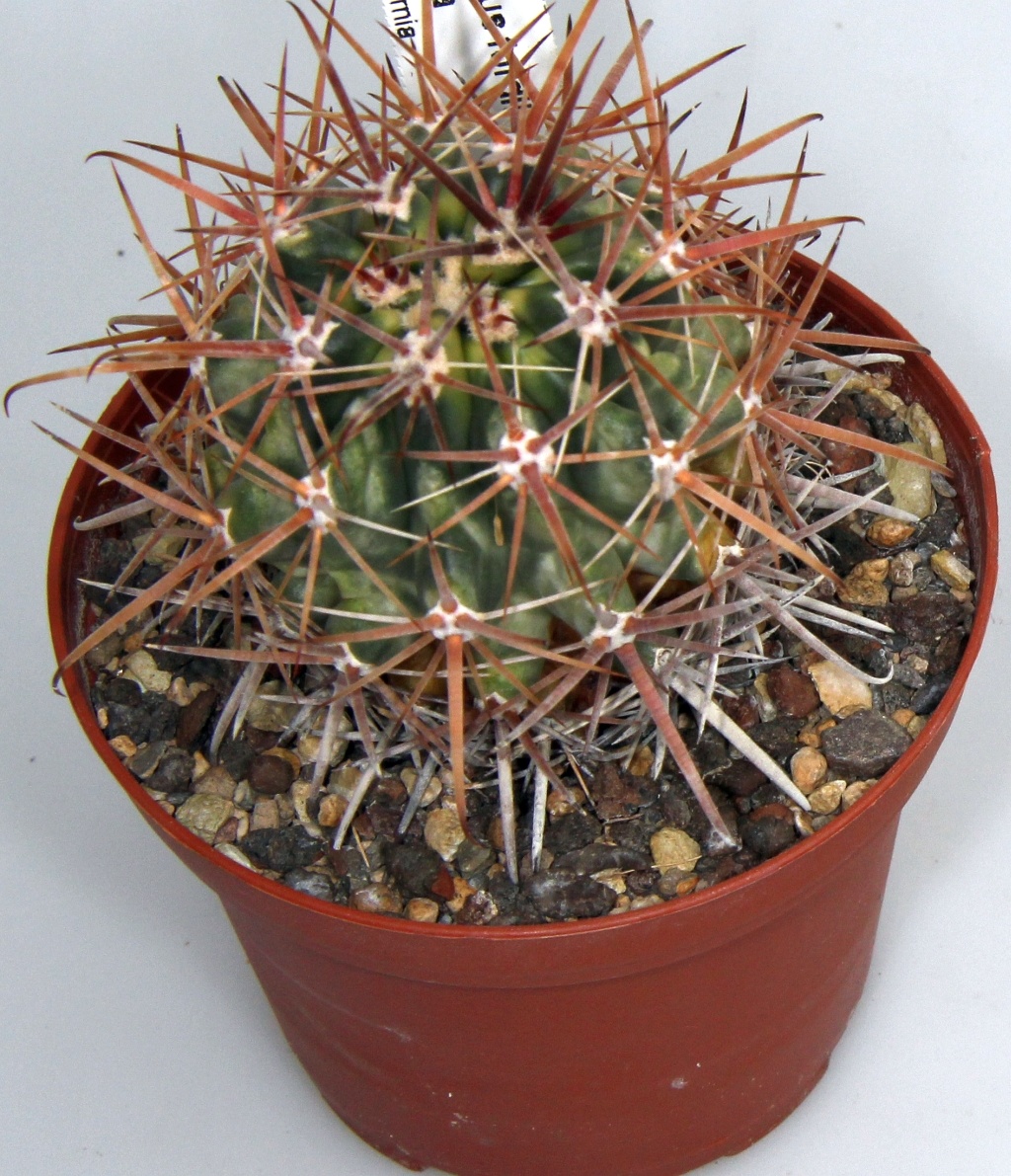 Ferocactus fordii variegata Baja California - Uhlig Kakteen - Más que 5 ...