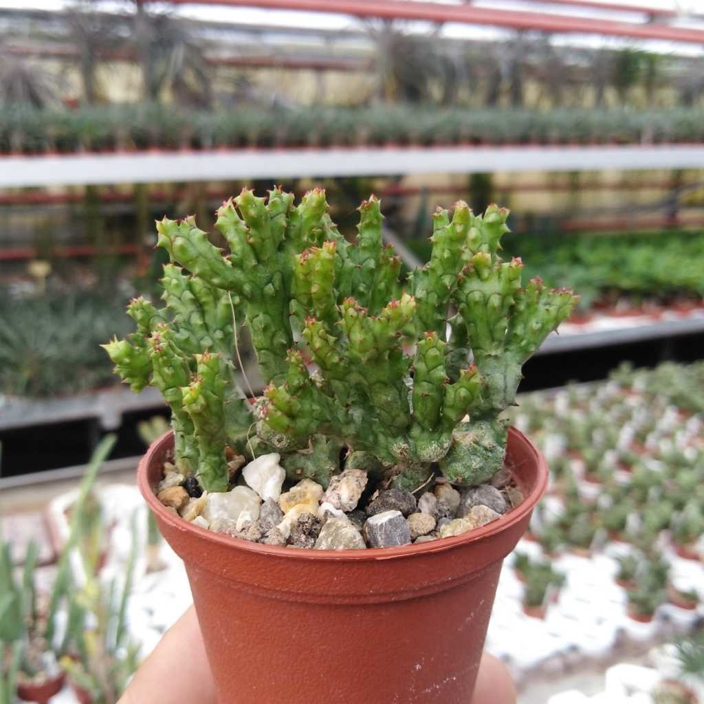 Euphorbia enopla monstrosa - Uhlig Kakteen - Più di 5.000 specie diverse