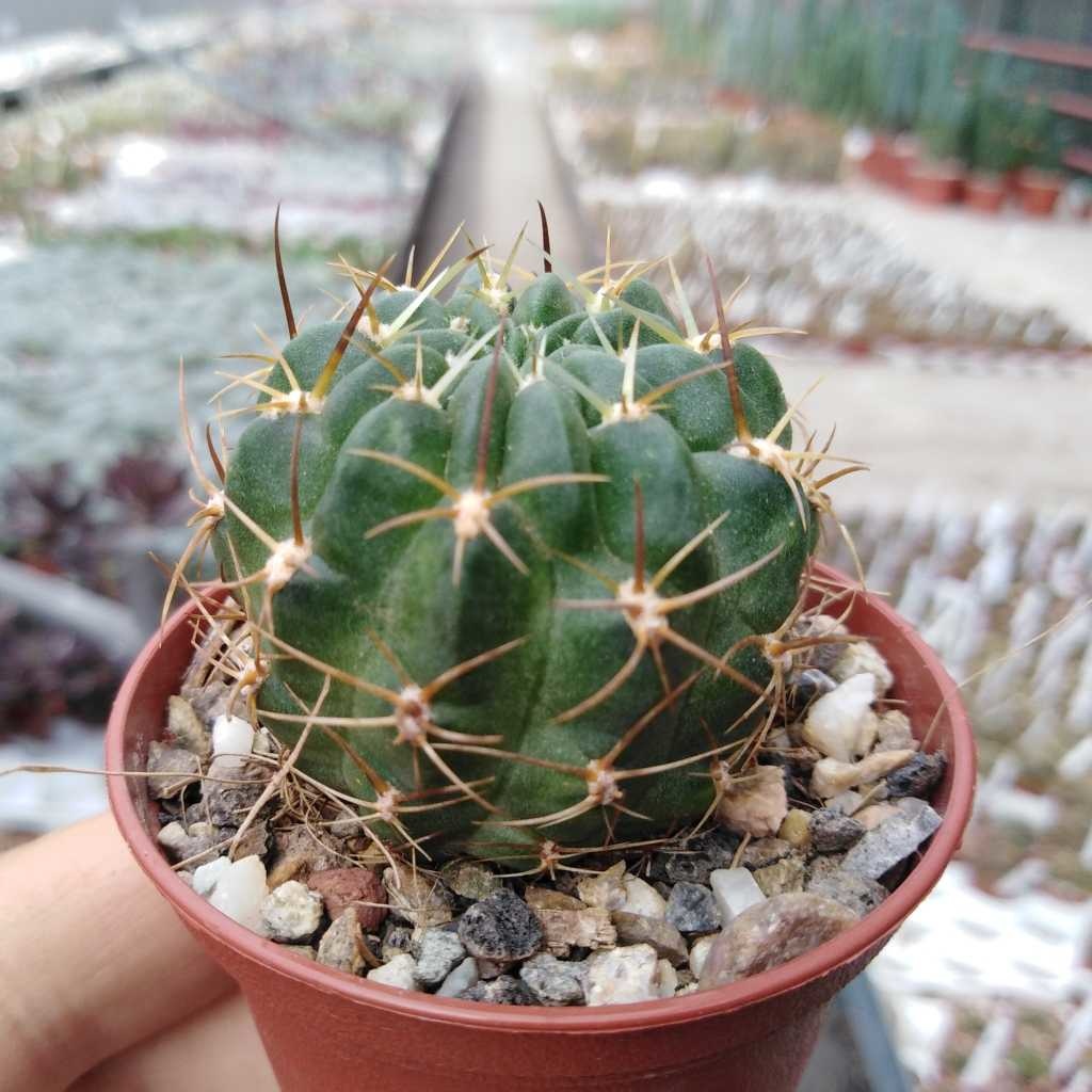 Lobivia aculeata - Uhlig Kakteen - more than 5,000 different species