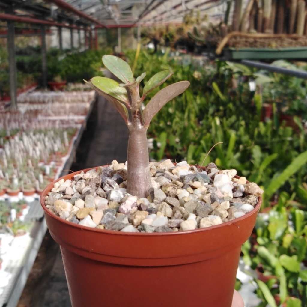 Adenium boehmianum - Uhlig Kakteen - Über 5000 verschiedene Arten