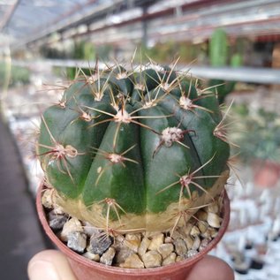 Notocactus incomptus - Uhlig Kakteen - Über 5000 verschiedene Arten