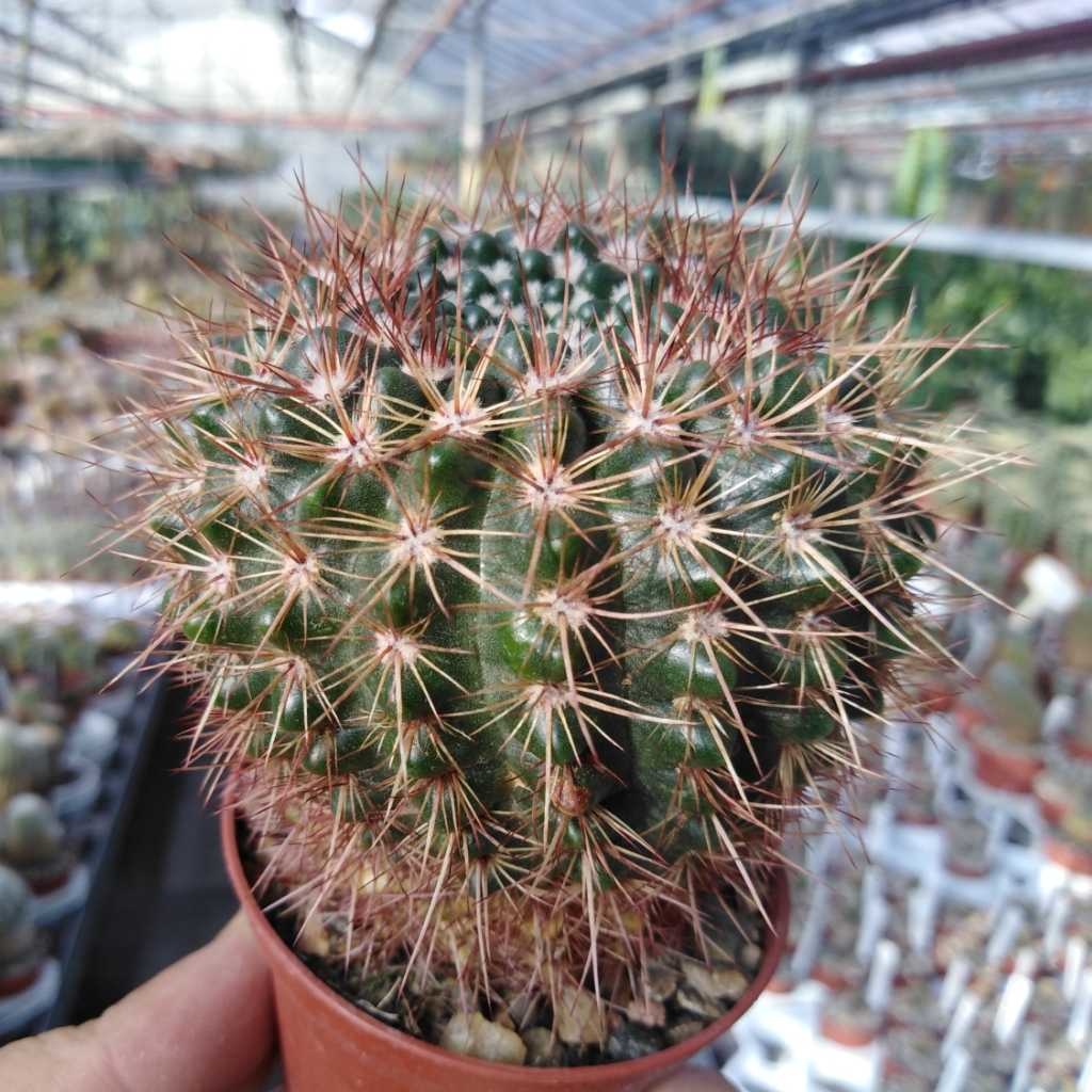 Notocactus megalanthus LW 010 - Uhlig Kakteen - Über 5000 verschiedene ...