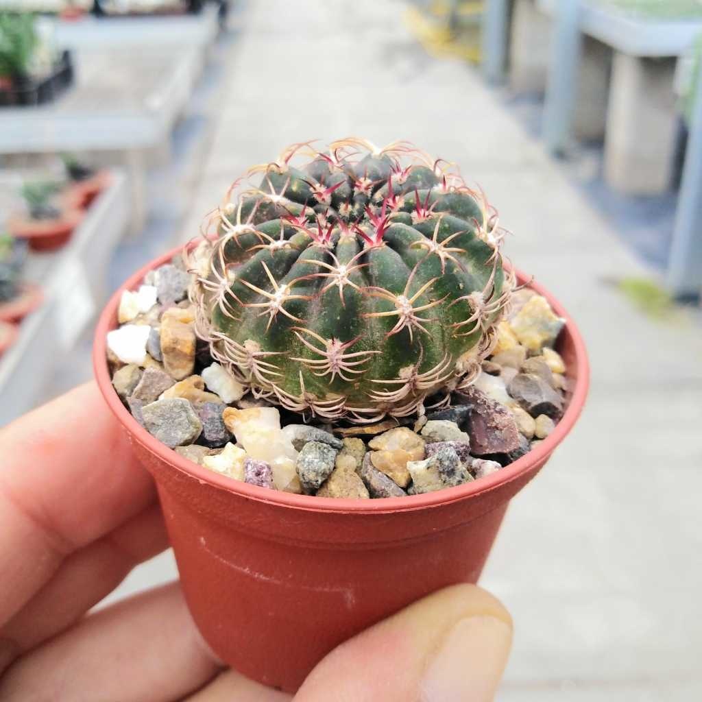 Lobivia pusilla - Uhlig Kakteen - more than 5,000 different species