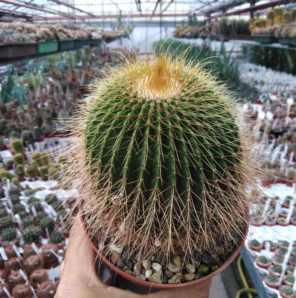 Notocactus schumannianus - Uhlig Kakteen - Über 5000 verschiedene Arten