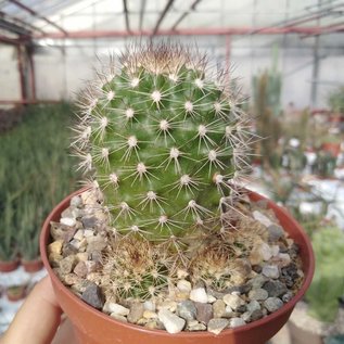 Matucana aff. intertexta - Uhlig Kakteen - more than 5,000 different ...