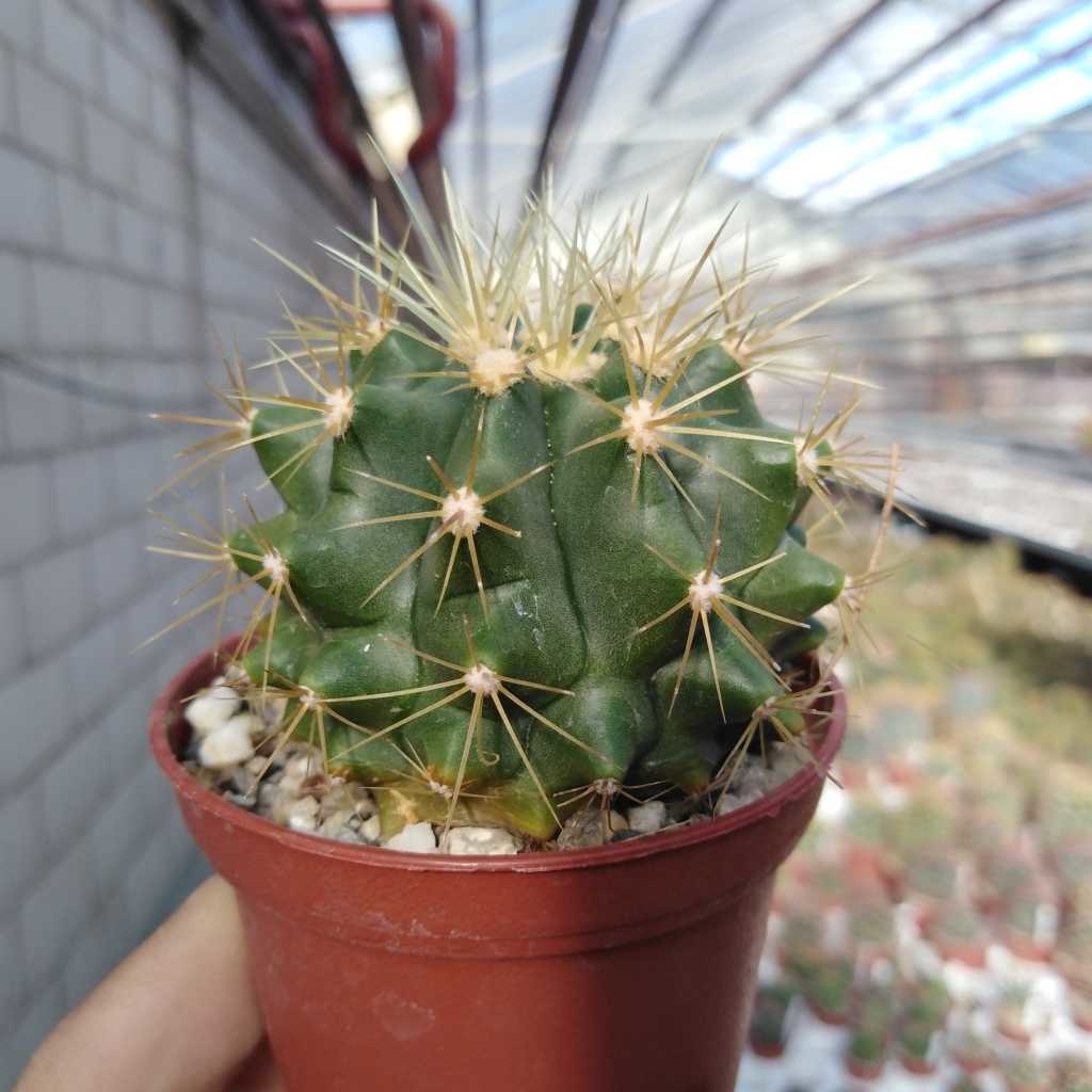 Ferocactus F2-Hybr. reppenhagenii x glaucescens - Uhlig Kakteen - Über ...