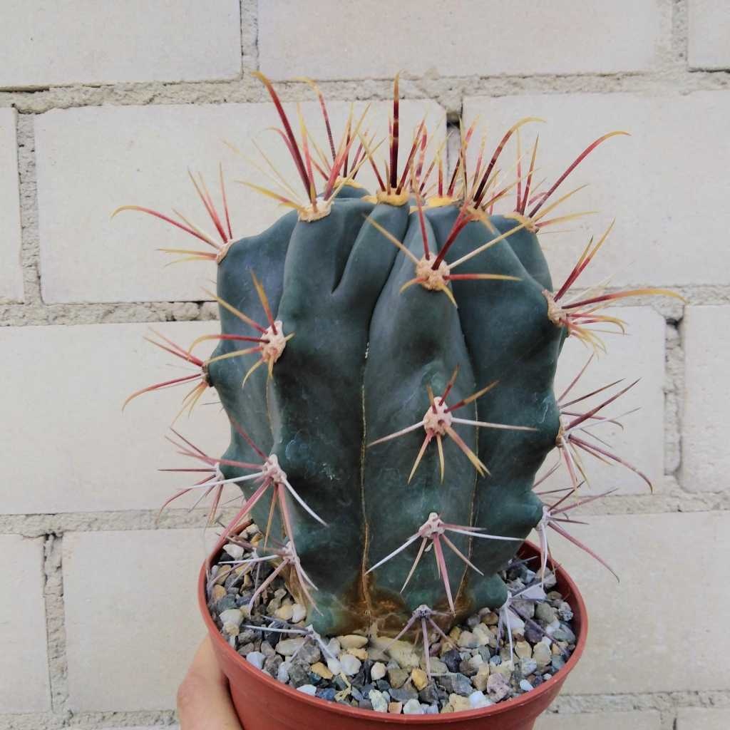 Ferocactus rectispinus-Hybr. x pottsii - Uhlig Kakteen - plus de 5000 d ...