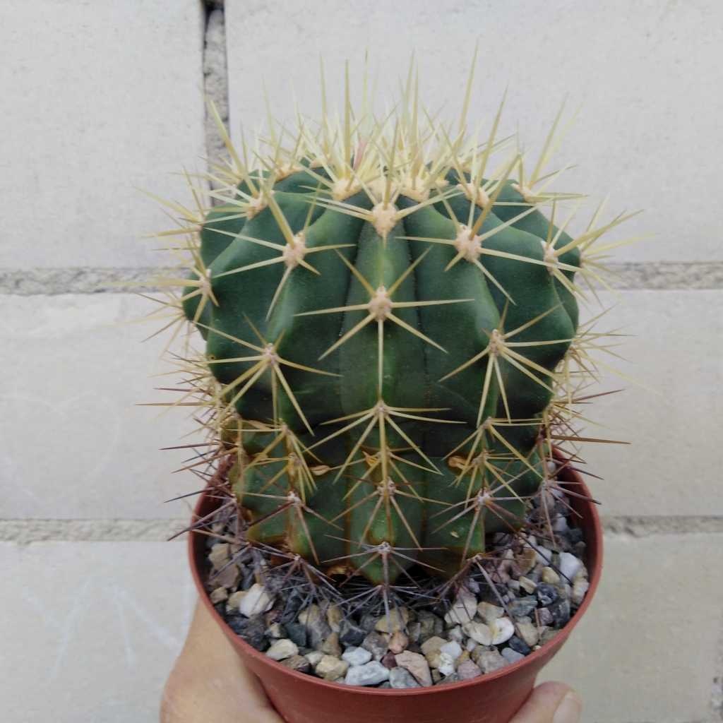 Ferocactus reppenhagenii - Uhlig Kakteen - Über 5000 verschiedene Arten