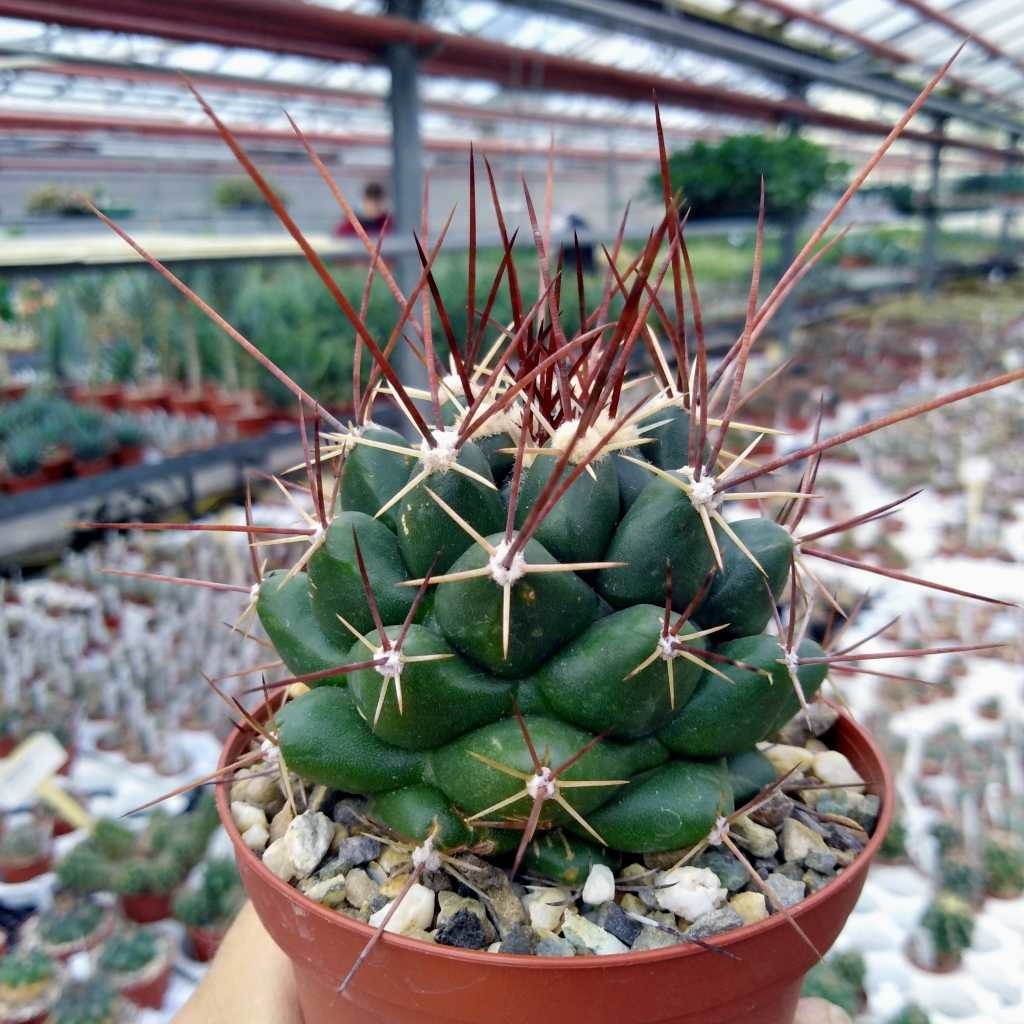 Thelocactus tulensis ssp. huizachensis - Uhlig Kakteen - more than ...
