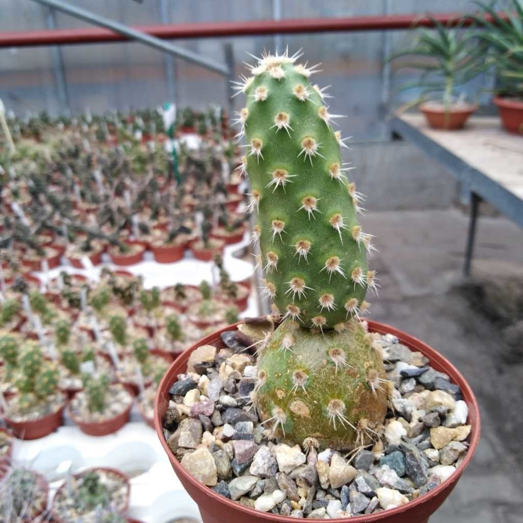 Tephrocactus sphaericus Las Chilcos Pass - Uhlig Kakteen - more than ...