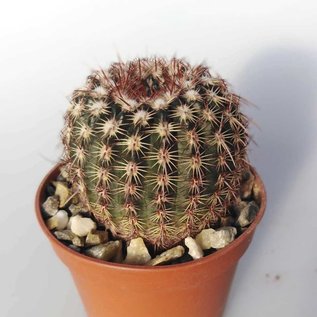 Notocactus rutilans - Uhlig Kakteen - Über 5000 verschiedene Arten