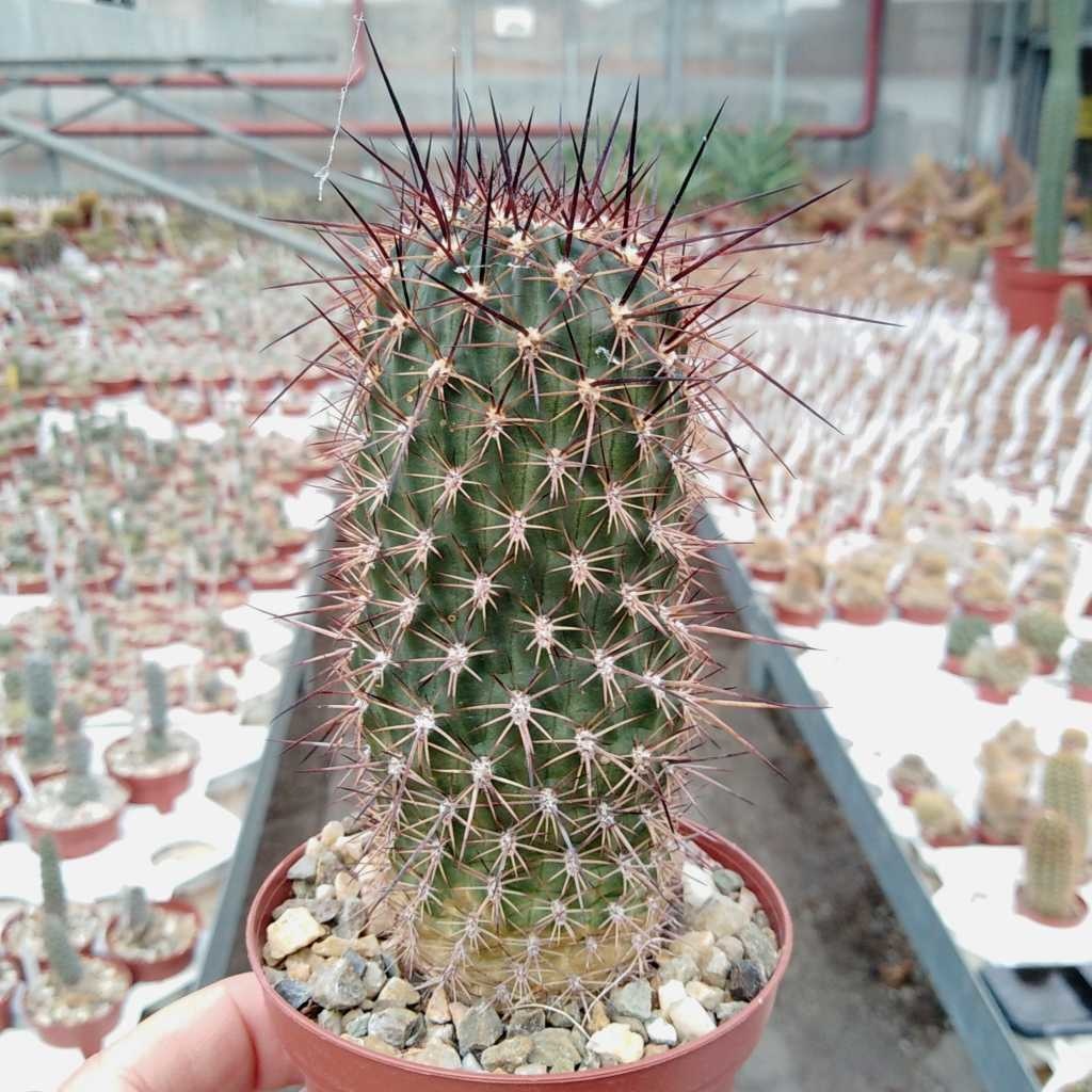 Lobivia haematantha v. kuehnrichii J 195 Potrero, Salta, Arg., 2600 m ...