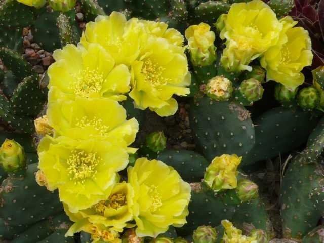 Opuntia polyacantha v. inermis cv. Essbar (dw) - Uhlig Kakteen - Über ...