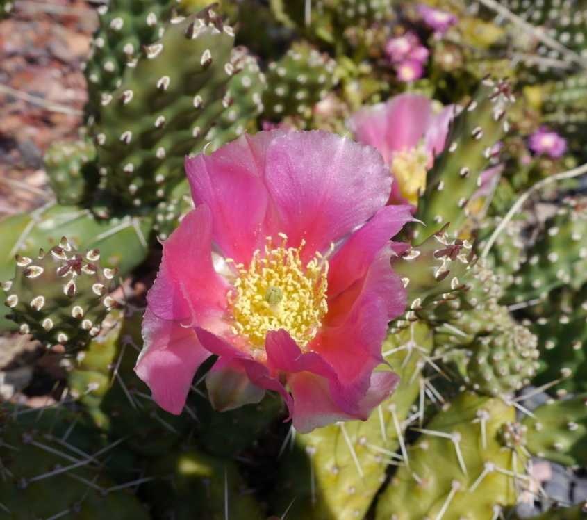 Opuntia rutila cv. Super (dw) - Uhlig Kakteen - Über 5000 verschiedene ...