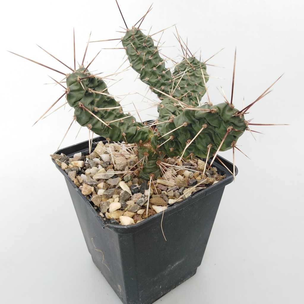 Opuntia rutila (dw) - Uhlig Kakteen - Über 5000 verschiedene Arten