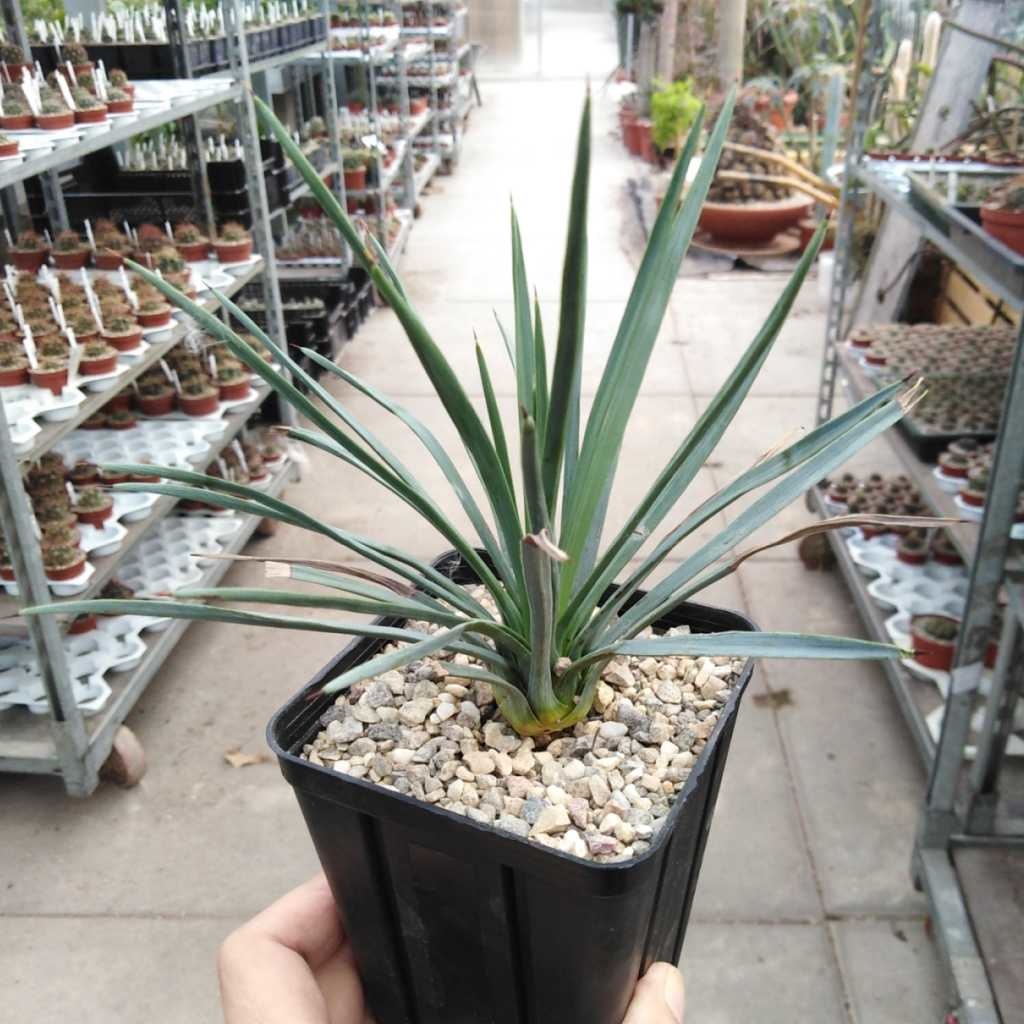 Yucca whipplei v. eremica - Uhlig Kakteen - plus de 5000 d'espèces ...
