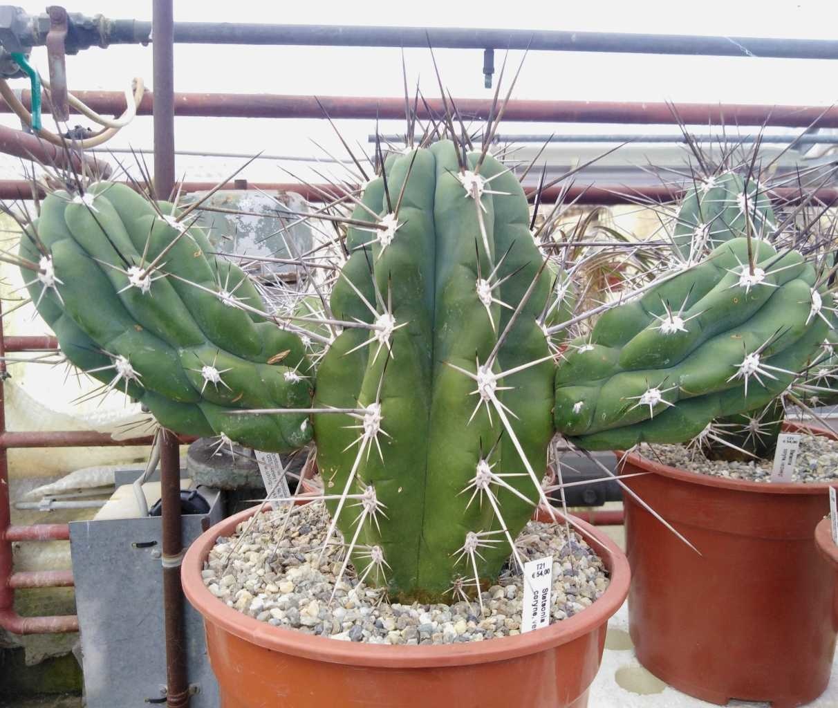 Stetsonia coryne verzweigt - Uhlig Kakteen - plus de 5000 d'espèces ...