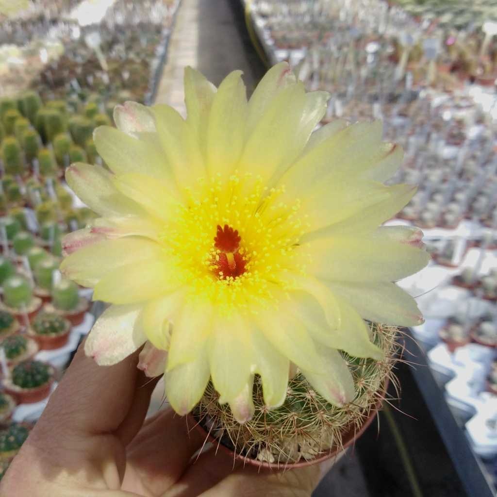 Notocactus concinnus v. fimbriatiflorus - Uhlig Kakteen - Über 5000 ...