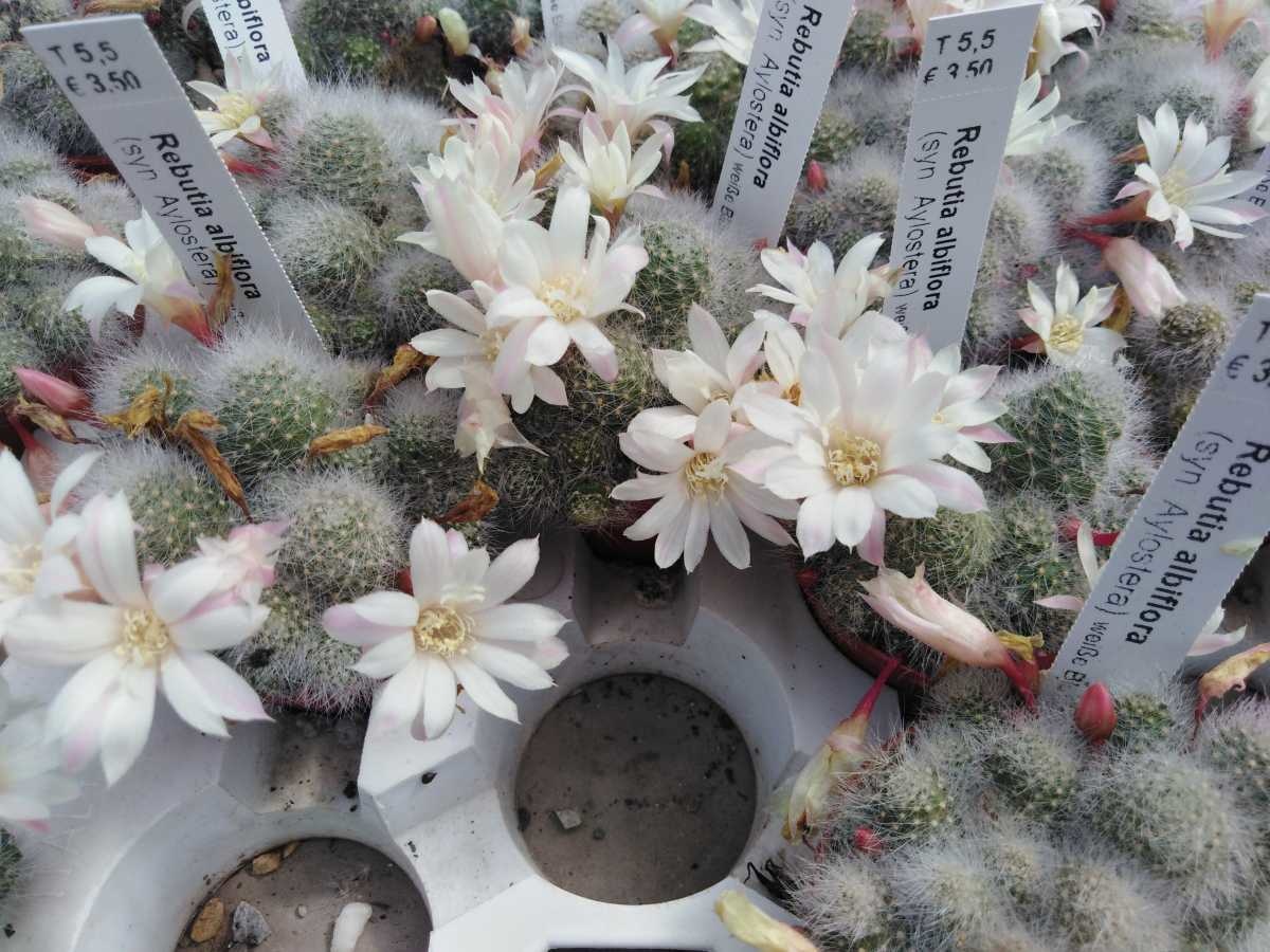 Rebutia albiflora - Uhlig Kakteen - more than 5,000 different species