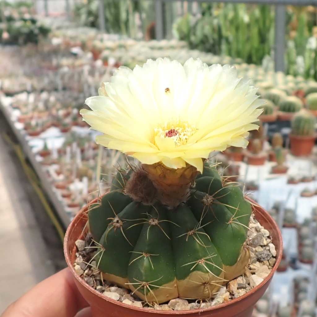 Notocactus incomptus - Uhlig Kakteen - Über 5000 verschiedene Arten