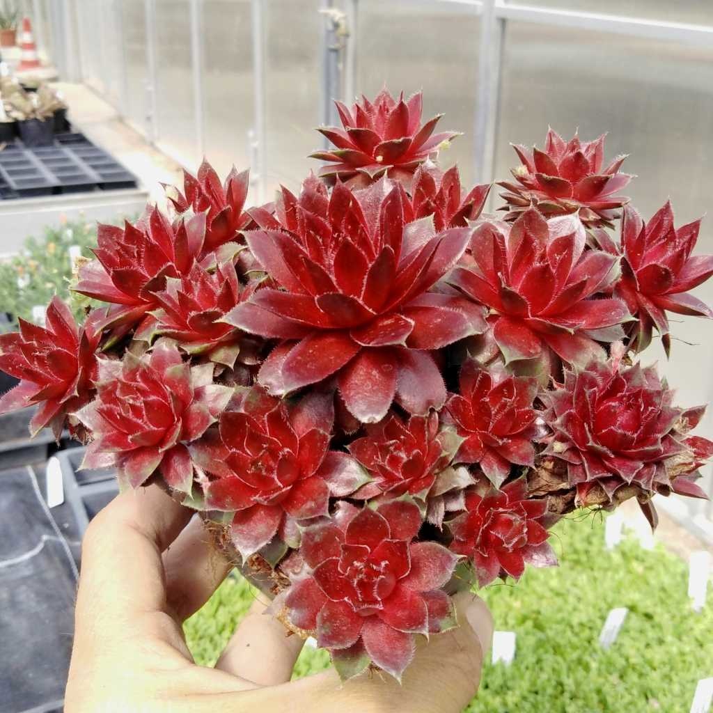Sempervivum Red Rubin (dw) - Uhlig Kakteen - plus de 5000 d'espèces ...