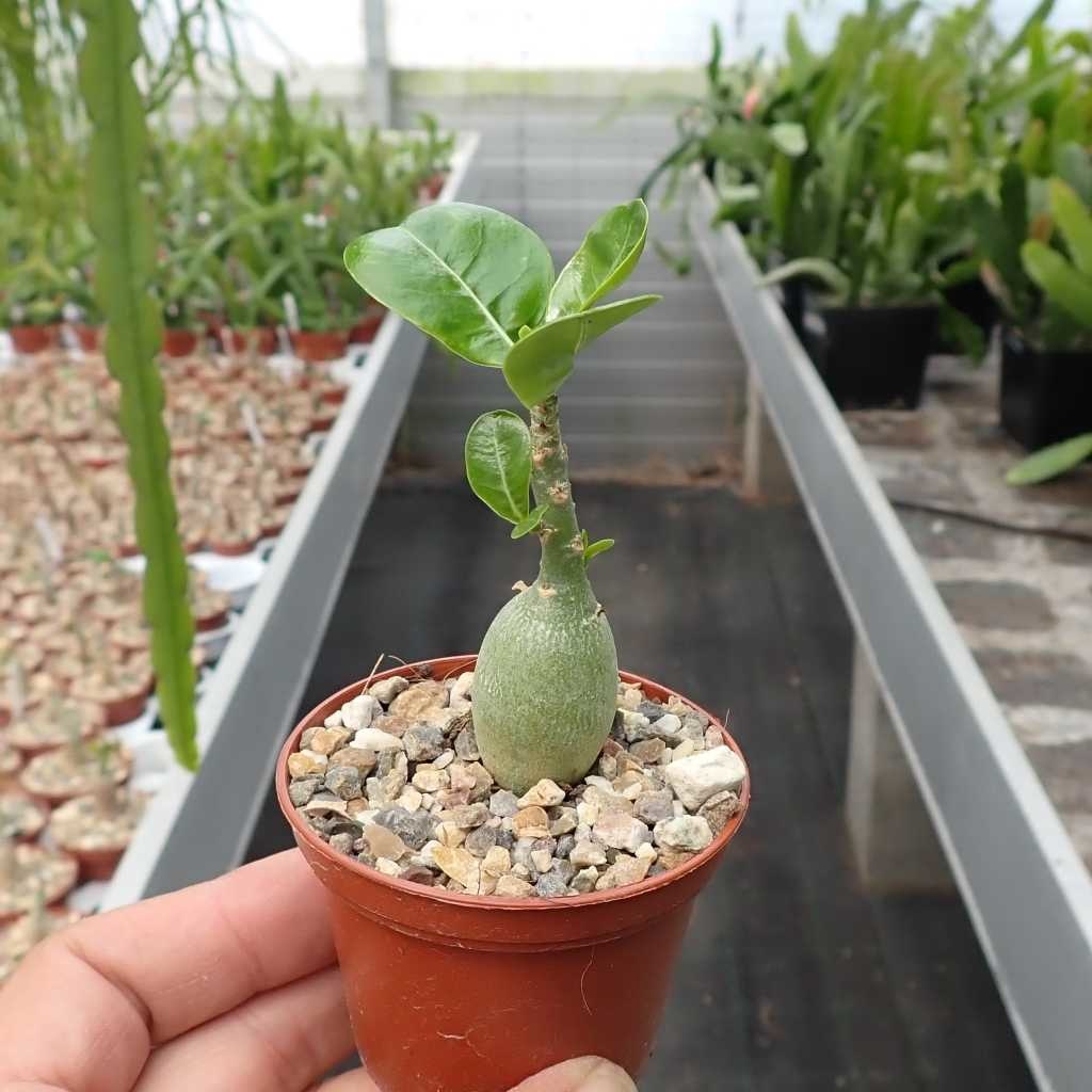Adenium obesum Picotee - Uhlig Kakteen - plus de 5000 d'espèces différentes