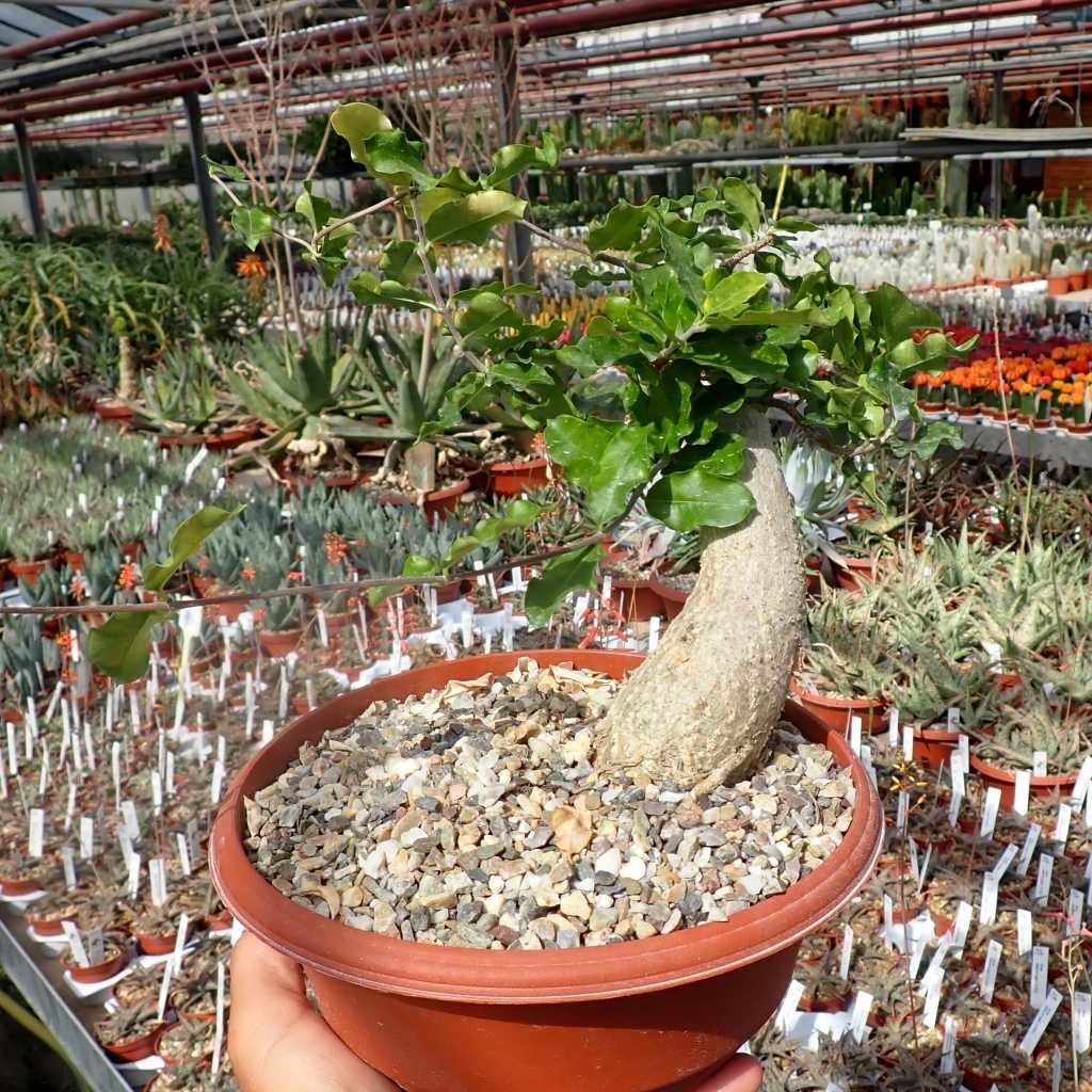 Fockea edulis - Uhlig Kakteen - Über 5000 verschiedene Arten