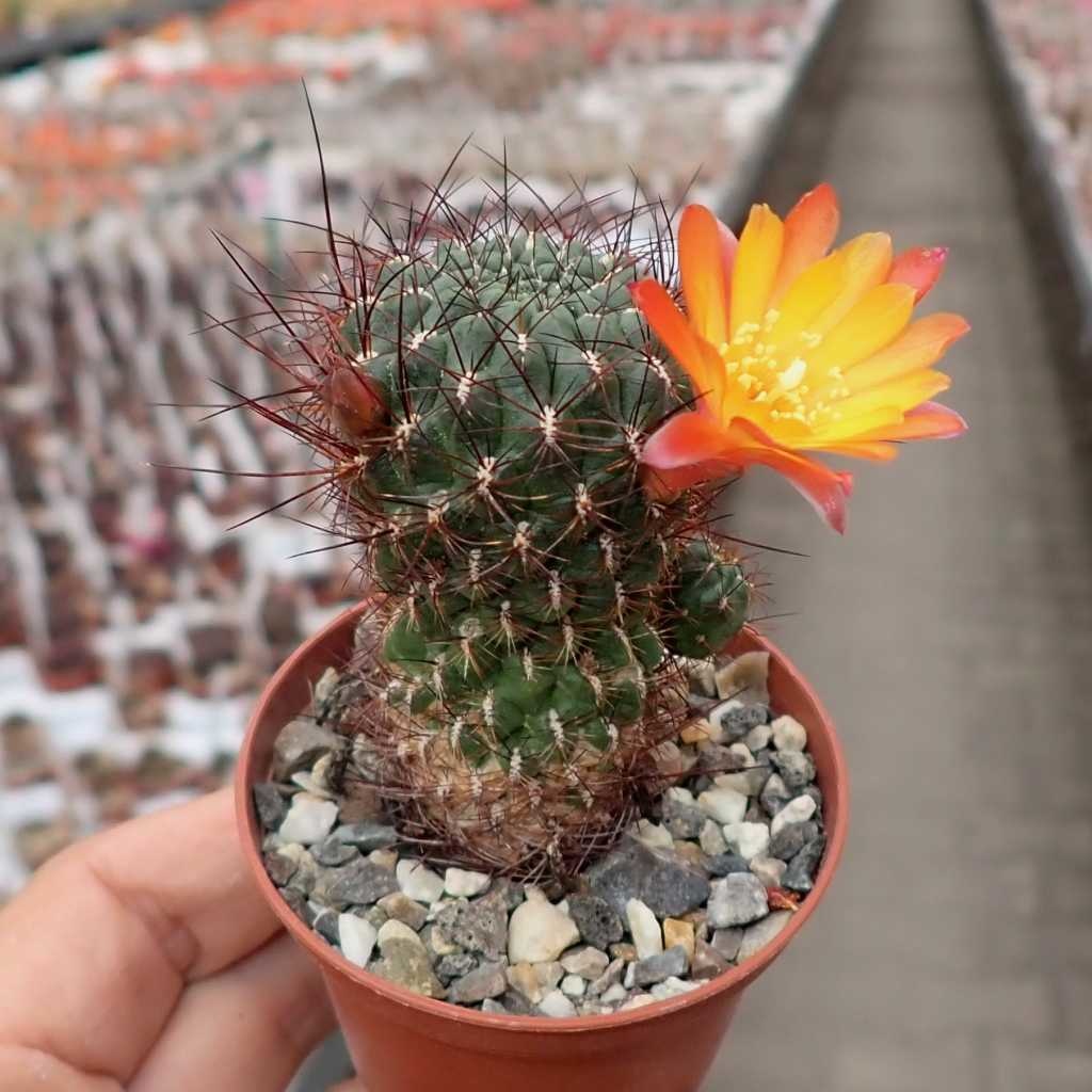 Sulcorebutia polymorpha VZ 013 both sides of road, Kairani, Cochabamba ...
