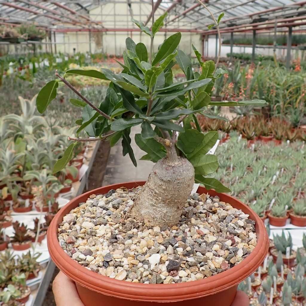 Fockea edulis - Uhlig Kakteen - more than 5,000 different species