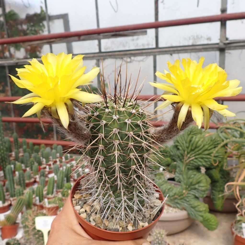 Lobivia ferox c. longispina - Uhlig Kakteen - Più di 5.000 specie diverse