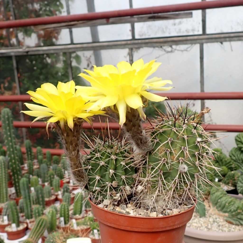 Lobivia ferox c. longispina - Uhlig Kakteen - Più di 5.000 specie diverse