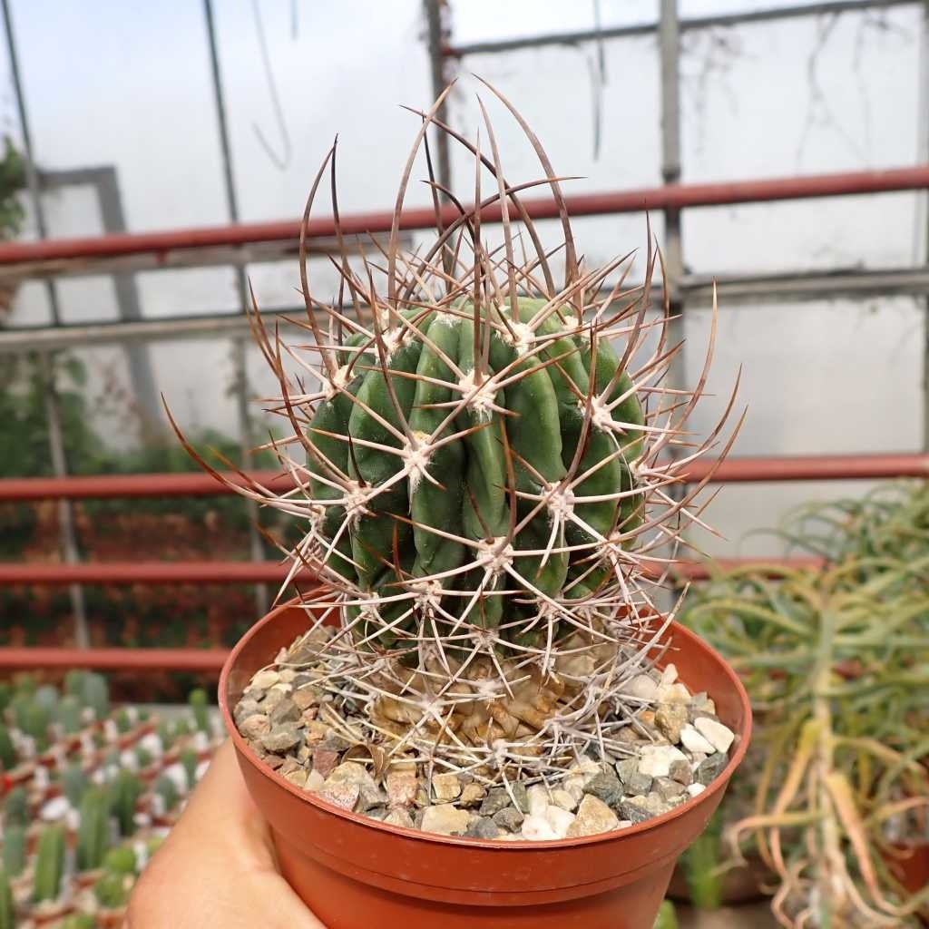 Lobivia ferox c. longispina - Uhlig Kakteen - Più di 5.000 specie diverse