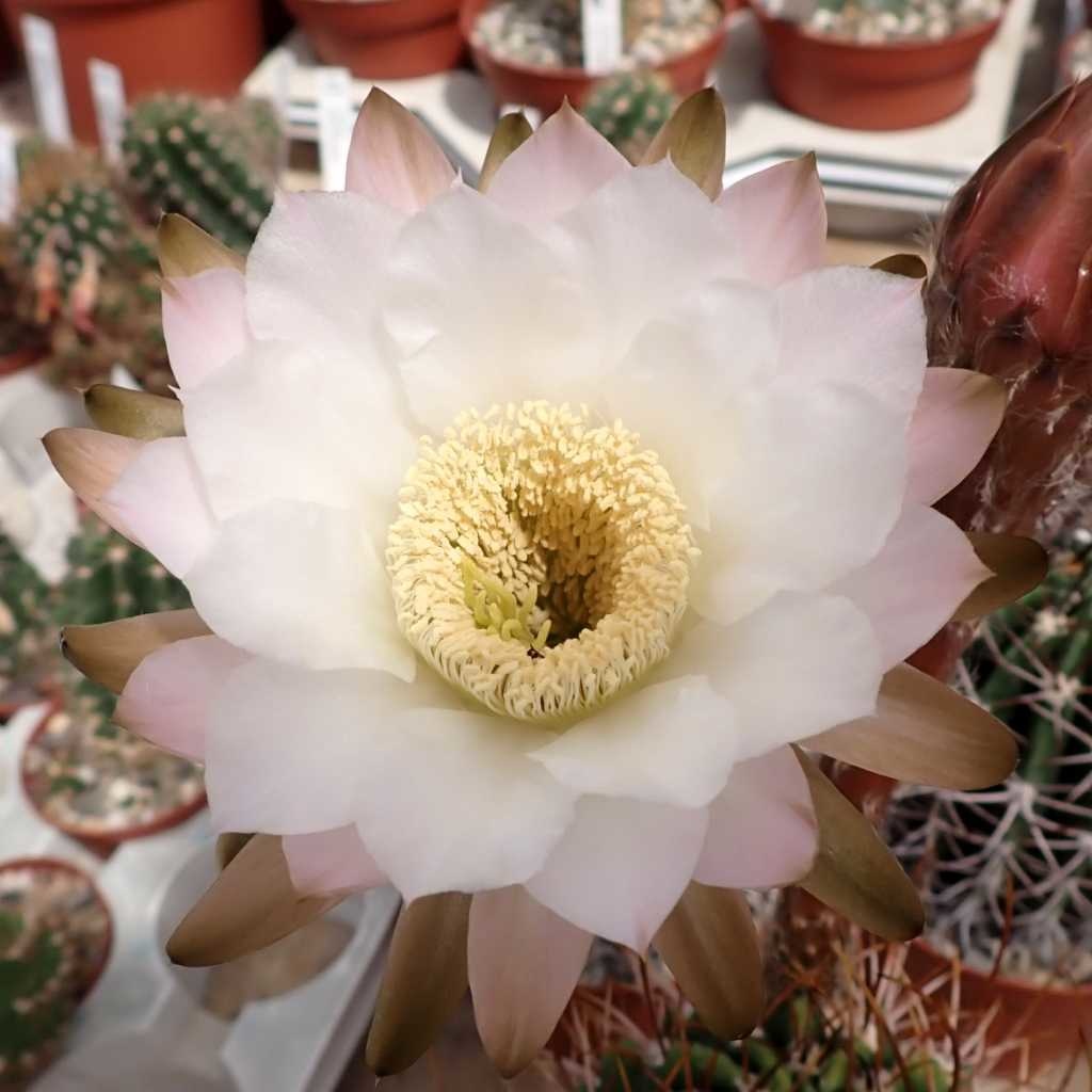 Lobivia ferox c. longispina - Uhlig Kakteen - Più di 5.000 specie diverse