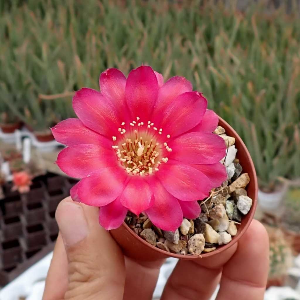 Lobivia aculeata - Uhlig Kakteen - more than 5,000 different species