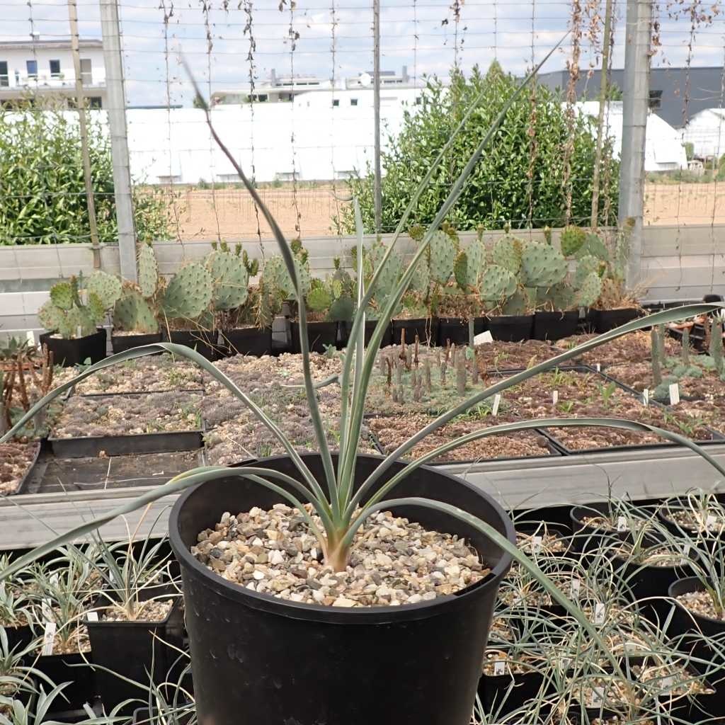 Yucca spec. LZ 2083 Valley of the Fires, NM, um 1700 m, National ...