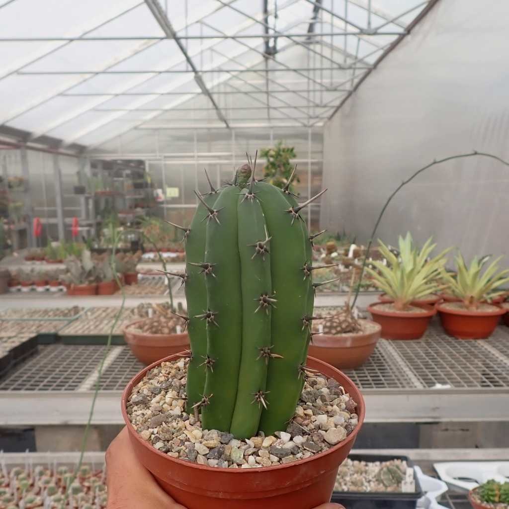 Polaskia chichipe - Uhlig Kakteen - plus de 5000 d'espèces différentes