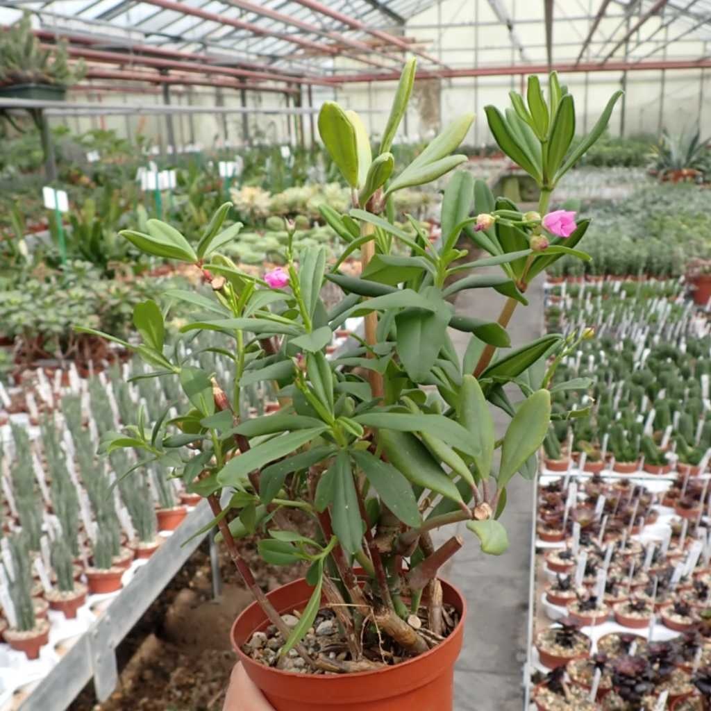 Peperomia kimnachii - Uhlig Kakteen - more than 5,000 different species