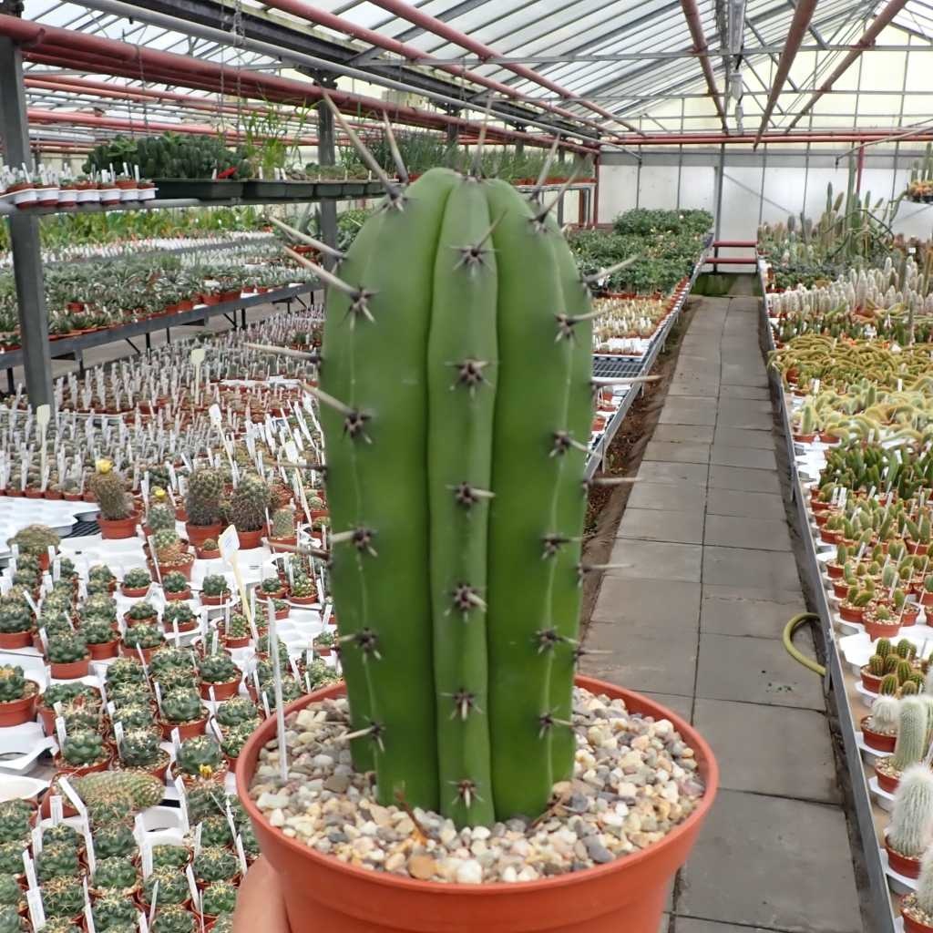 Polaskia chichipe - Uhlig Kakteen - plus de 5000 d'espèces différentes