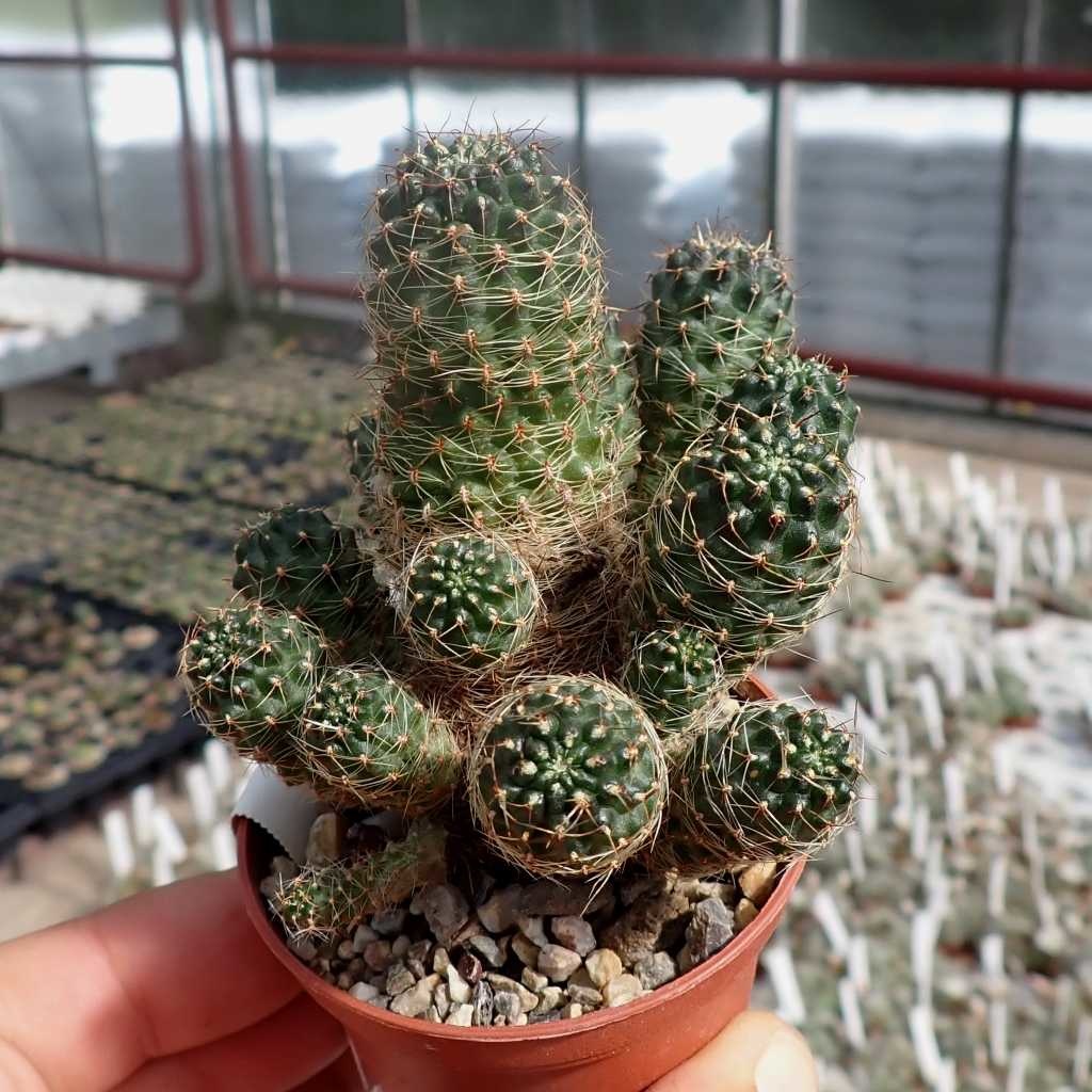 Rebutia malochii aff. - Uhlig Kakteen - more than 5,000 different species