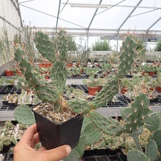 Opuntia rutila (dw) - Uhlig Kakteen - more than 5,000 different species
