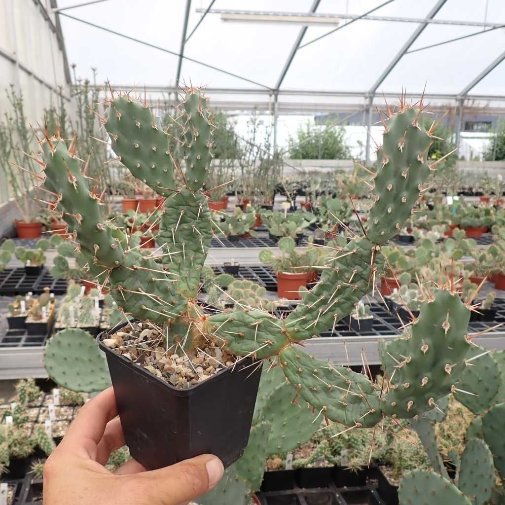 Opuntia rutila (dw) - Uhlig Kakteen - Über 5000 verschiedene Arten