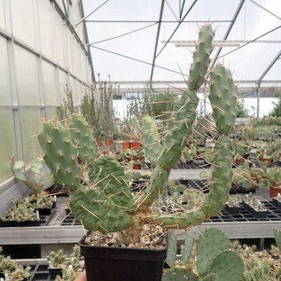 Opuntia rutila (dw) - Uhlig Kakteen - more than 5,000 different species