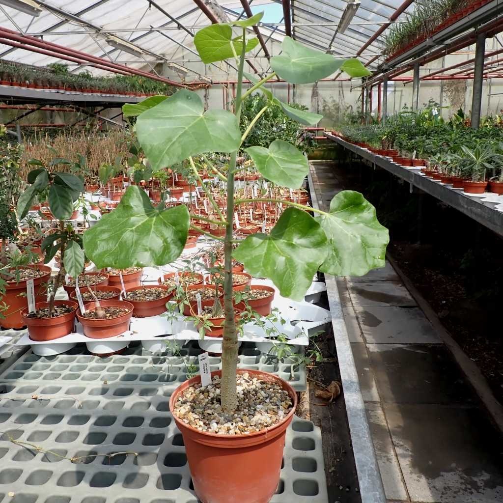 Jatropha cinerea - Uhlig Kakteen - more than 5,000 different species